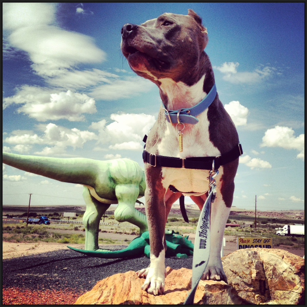 Route 66 is (mostly) pit bull-friendly! – Fit for a Pit
